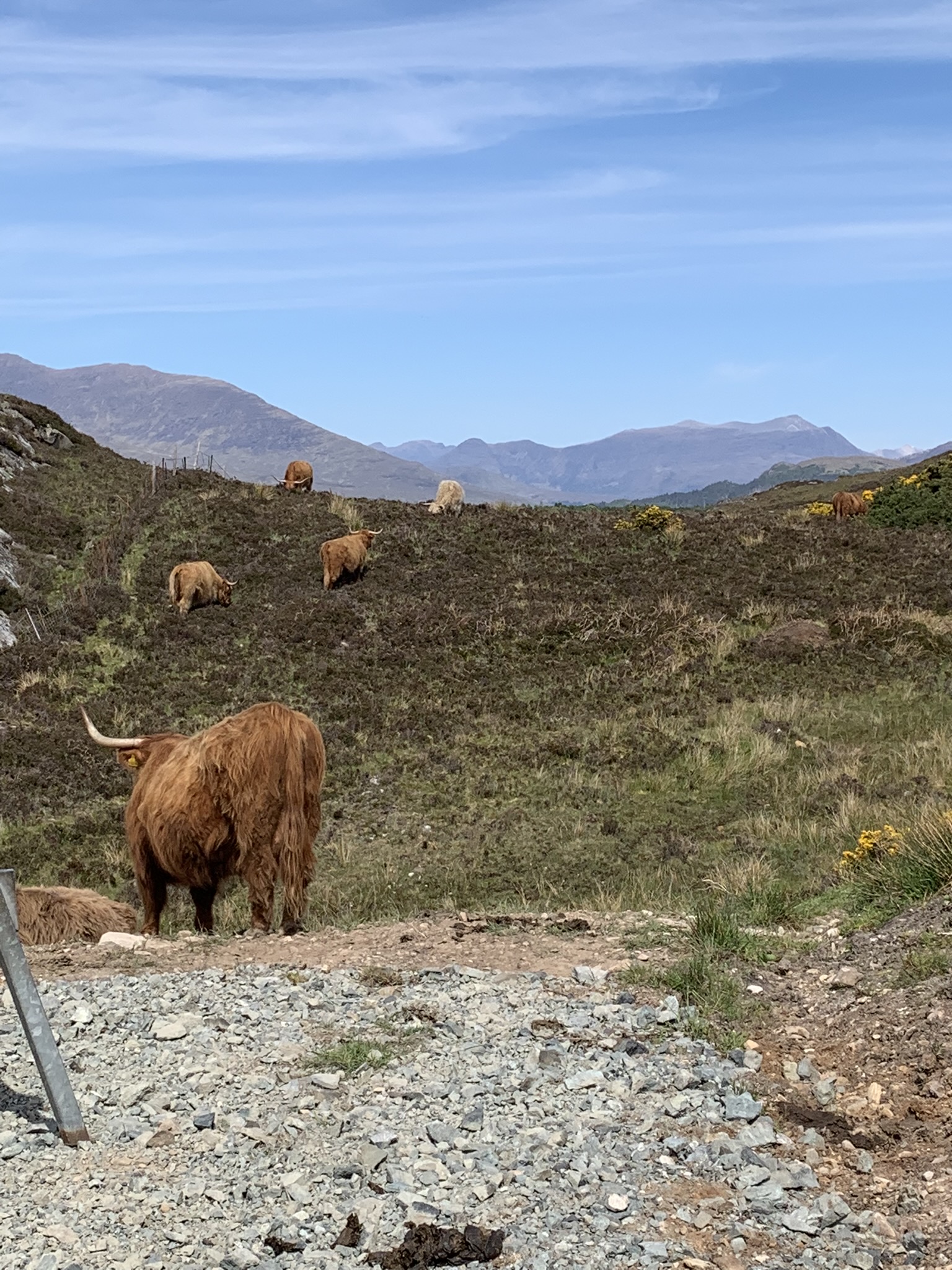 The Elusive Highland Coo – Four by Air